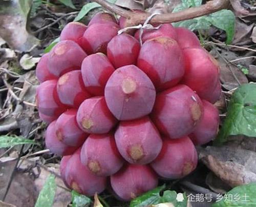 The whole plant of this wild fruit for beauty and longevity is precious ...